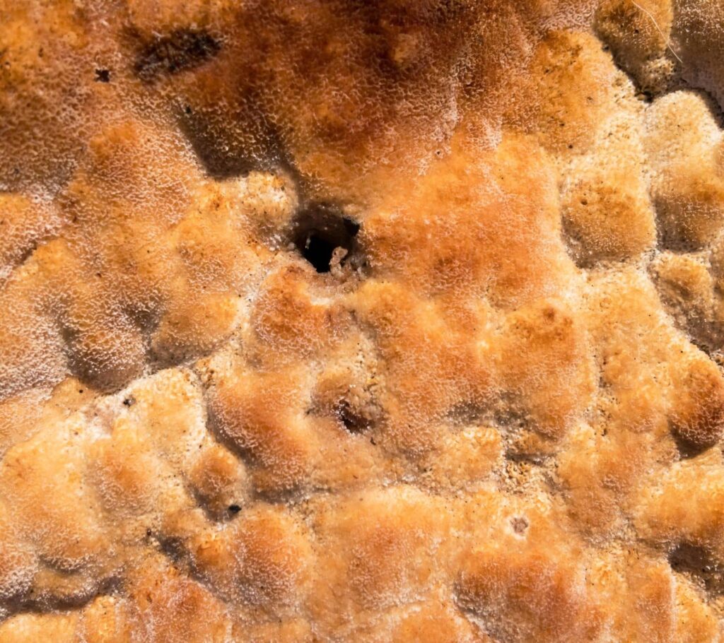 The Risks of Orange Mold and How to Prevent It - Boggs Inspection Services