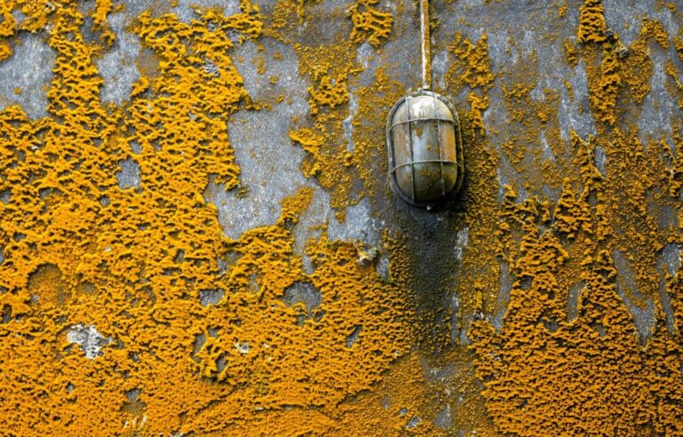 The Risks of Orange Mold and How to Prevent It | Boggs Inspect